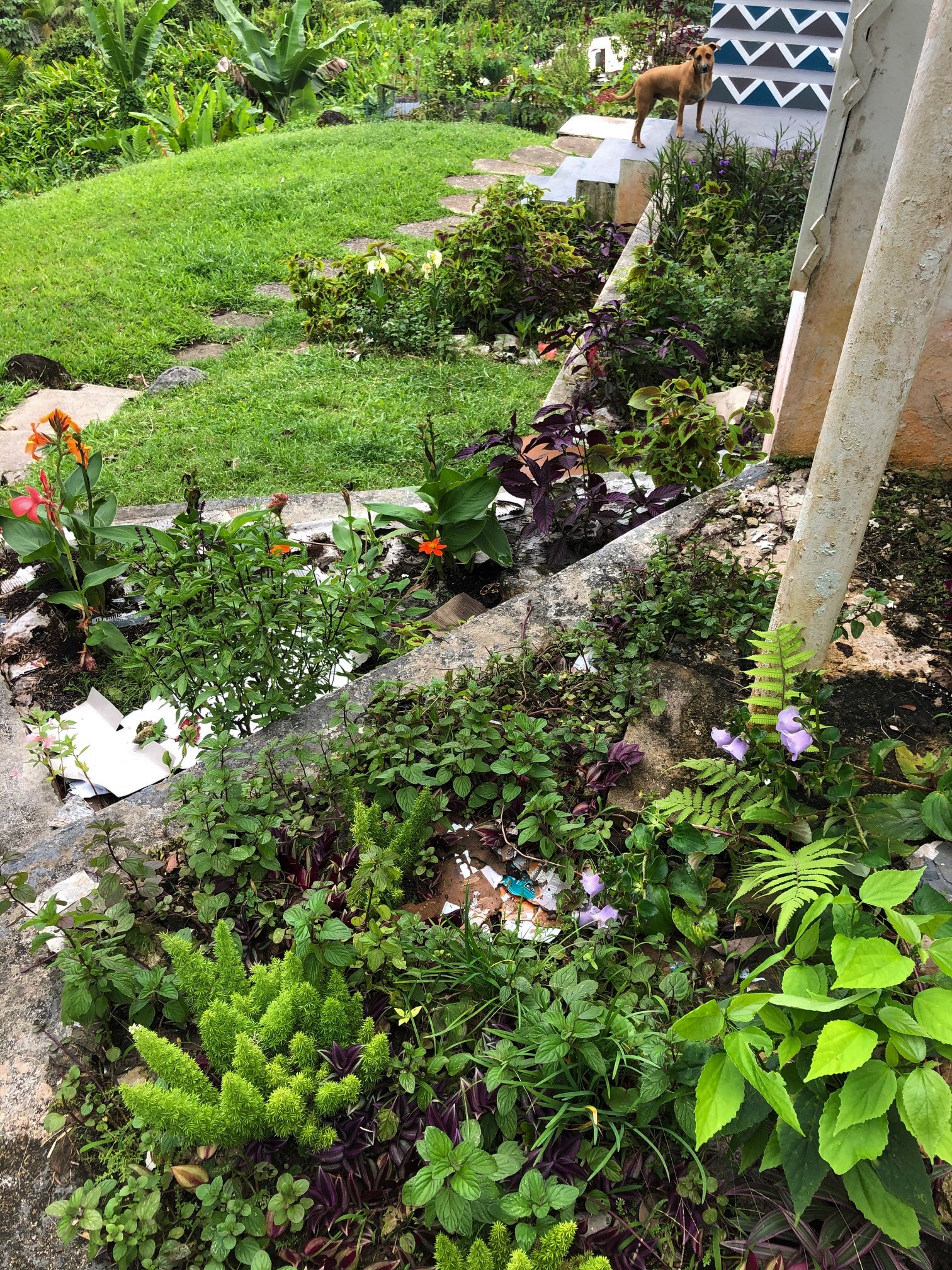 Starting the Side Garden | More Organics